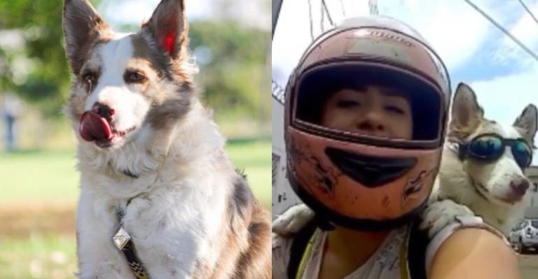 Cachorra Motociclista Viraliza Nas Redes Sociais E Já Acumula Mais De