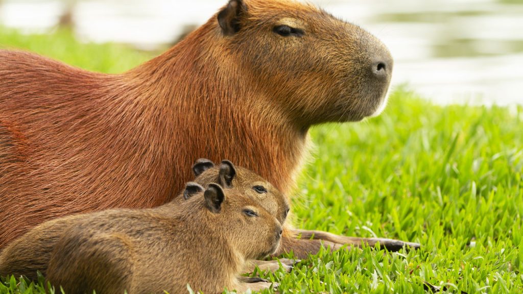 Capivaras fazem sucesso na web: veja cinco curiosidades sobre o animal ...