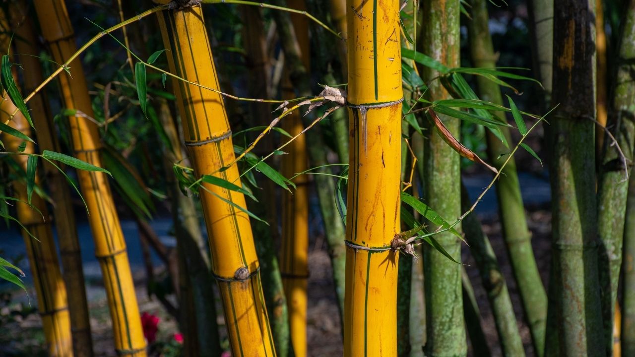 Estudo sugere que bambu pode se tornar um 'superalimento'