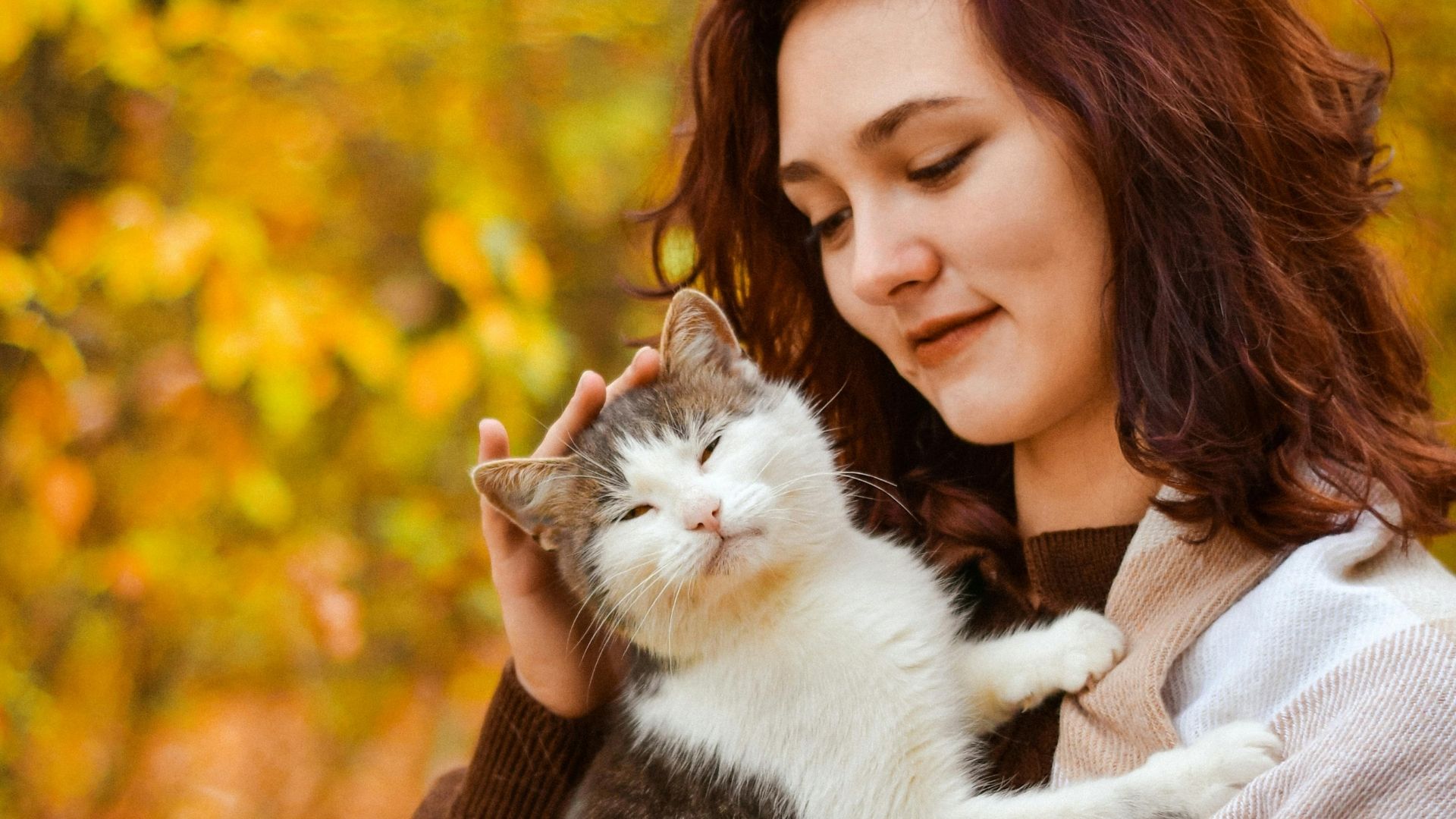 Cor do gato e espiritualidade: descubra o significado místico